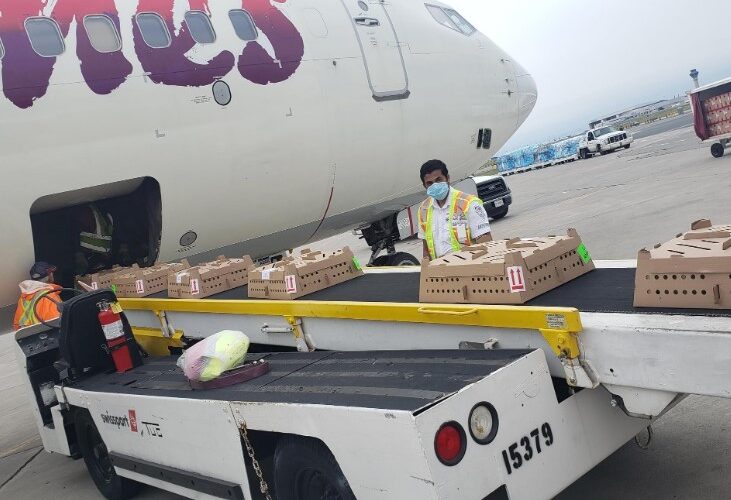 Caribbean Airlines Cargo Delivers Instant Ebookings With WebCargo ...
